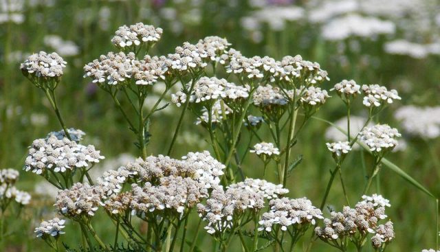 Čaj od hajdučke trave za šta je dobar - lekovita svojstva