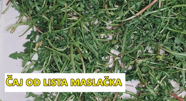 Čaj od maslačka za šta je dobar i kako se koristi